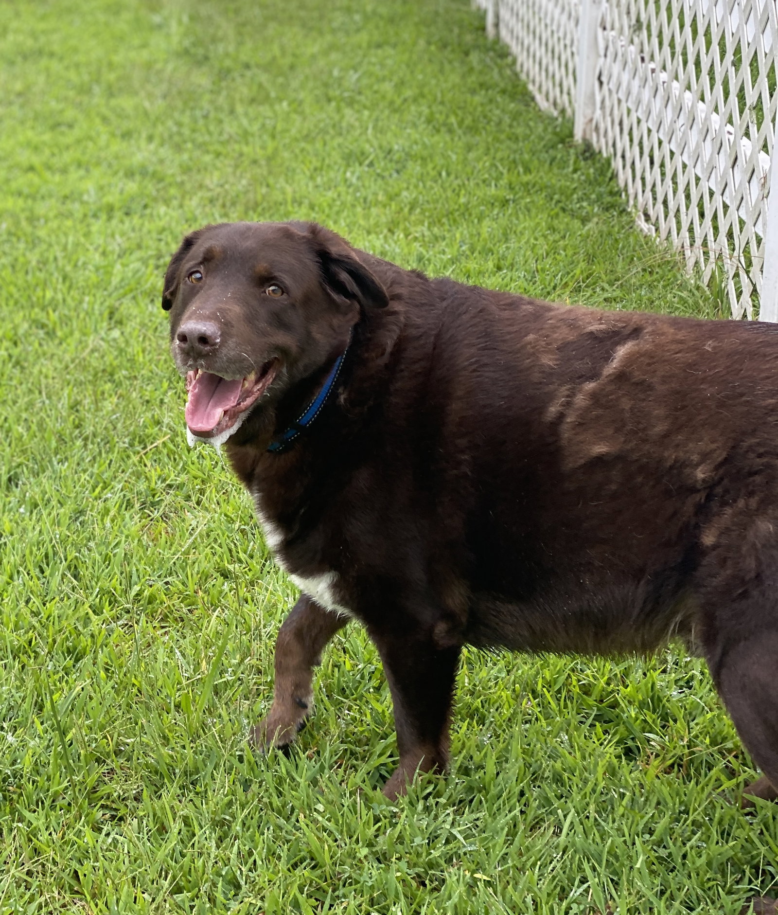 Dog for Adoption - 2309-1587 Hankee, a Labrador Retriever in Camden, NC ...