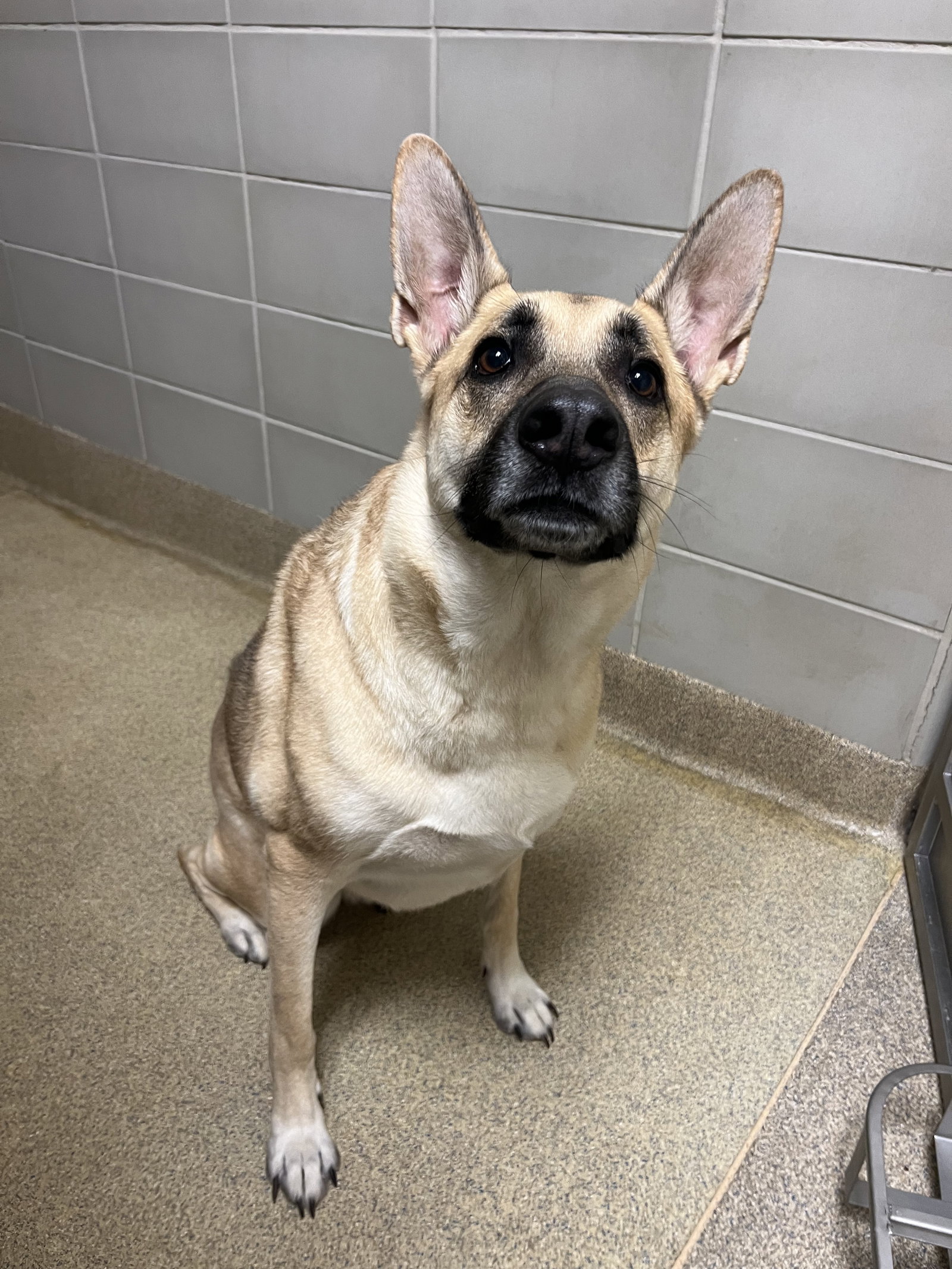 Dog for Adoption - 2308-1631 Ruger, a German Shepherd Dog in Gloucester ...