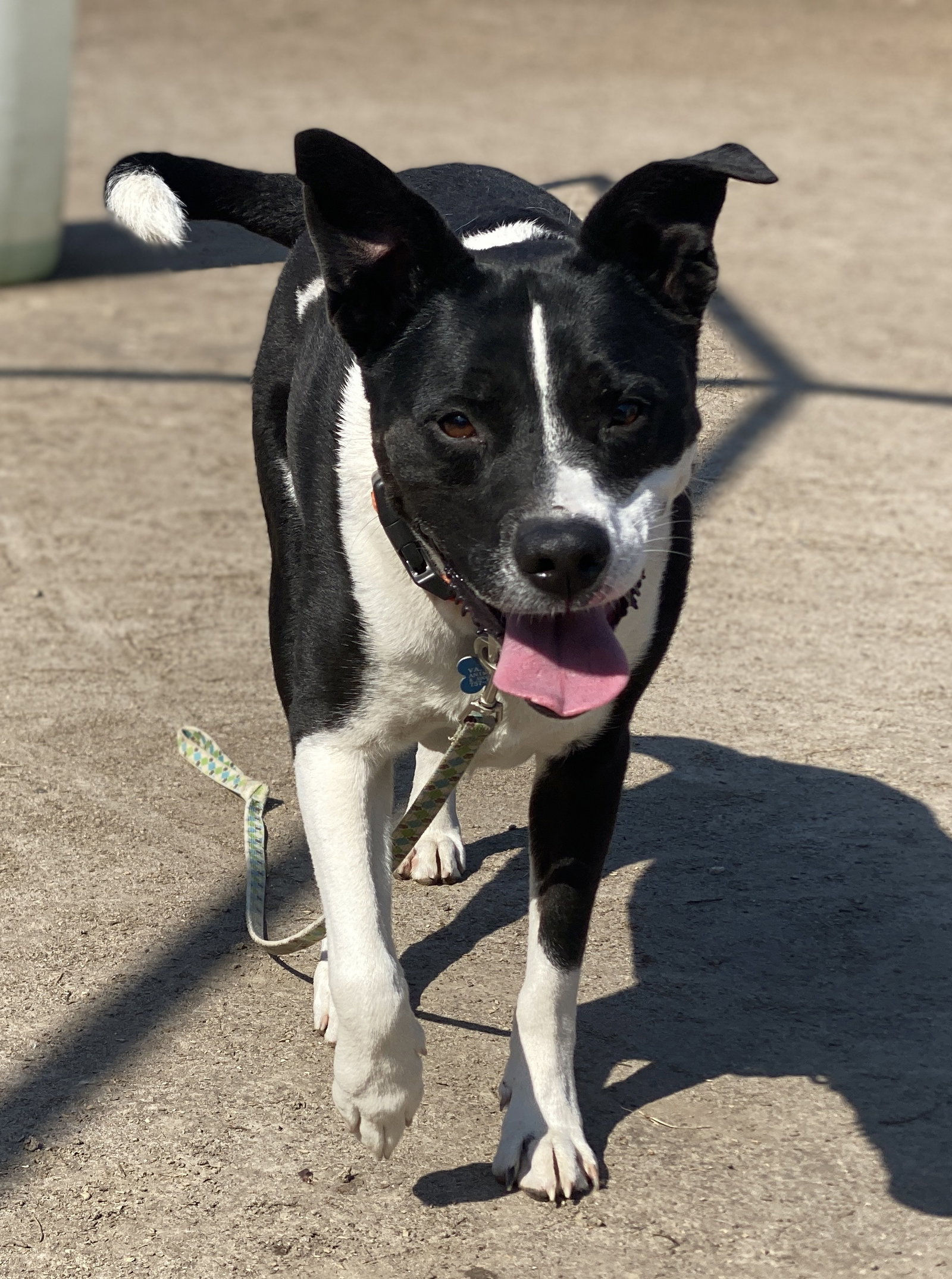 Dog adoption in VAB, VA 23451: Hound / Mixed (short coat) Dog "2402 ...