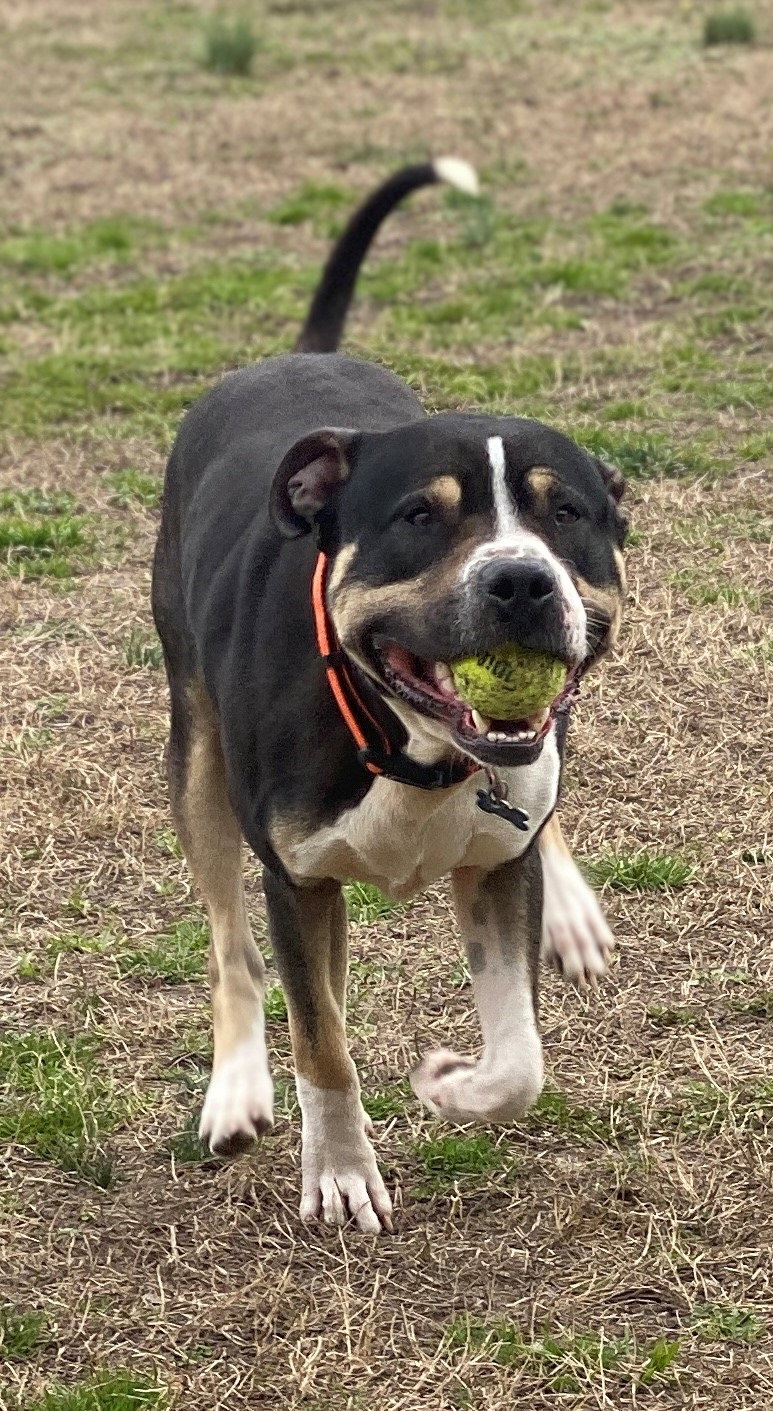 Dog for Adoption - 2402-0012 Jai Alai (pronounced HI-A-LIE), a in ...