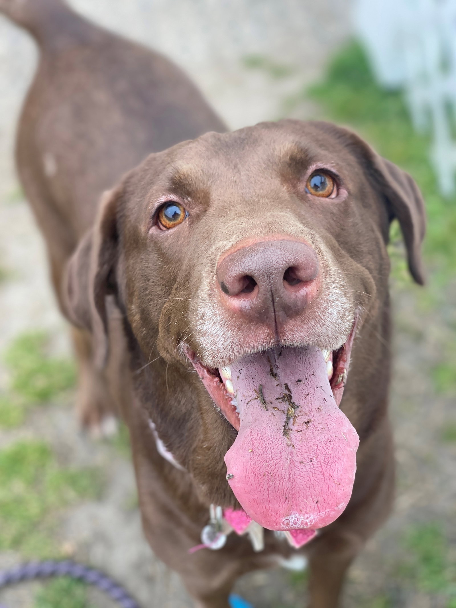 Dog adoption in VAB, VA 23451: Labrador Retriever Dog "2402-0440 Puff"