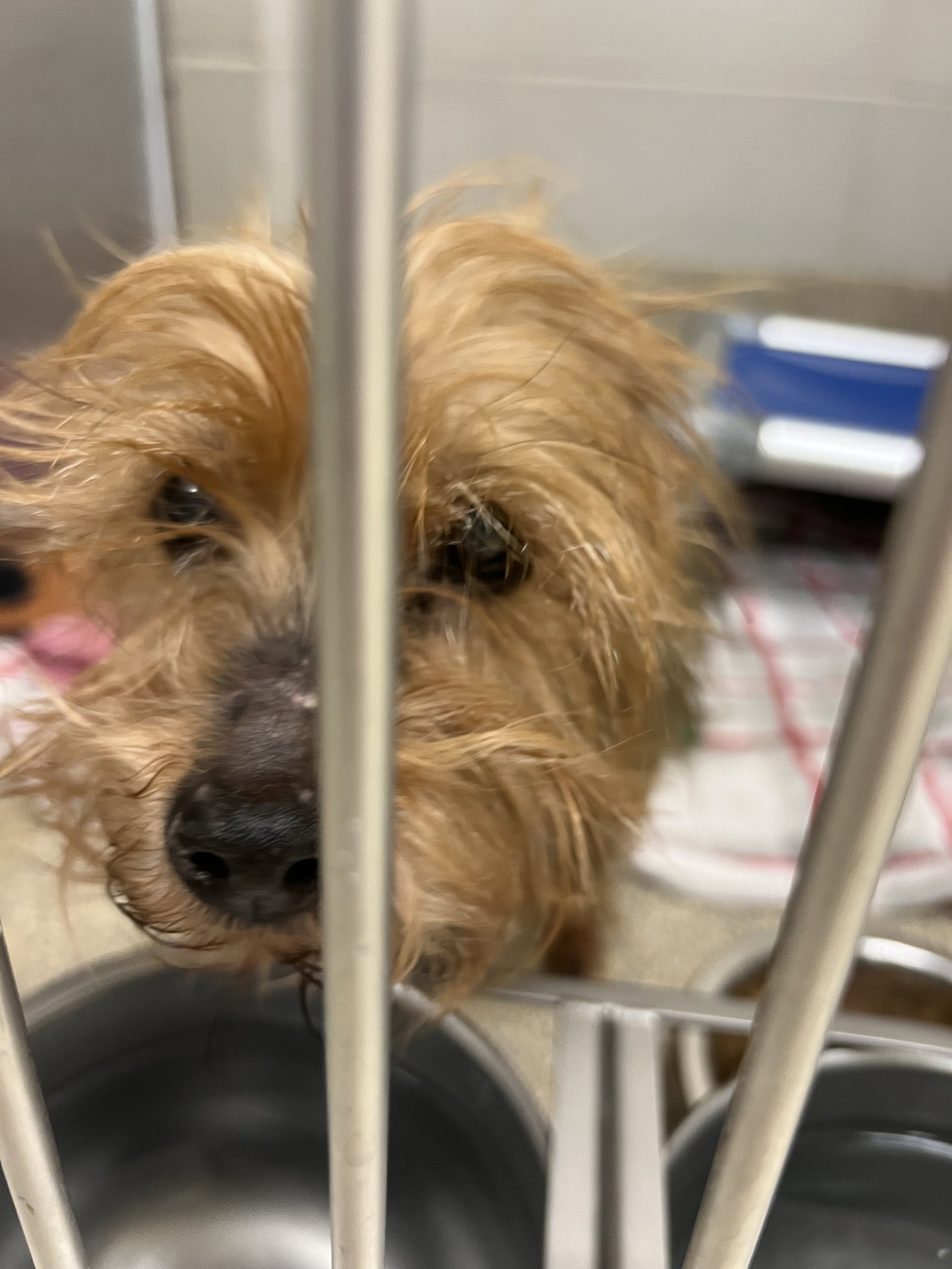 Dog for Adoption - 2403-0909 Bertie, a Yorkshire Terrier Yorkie in ...