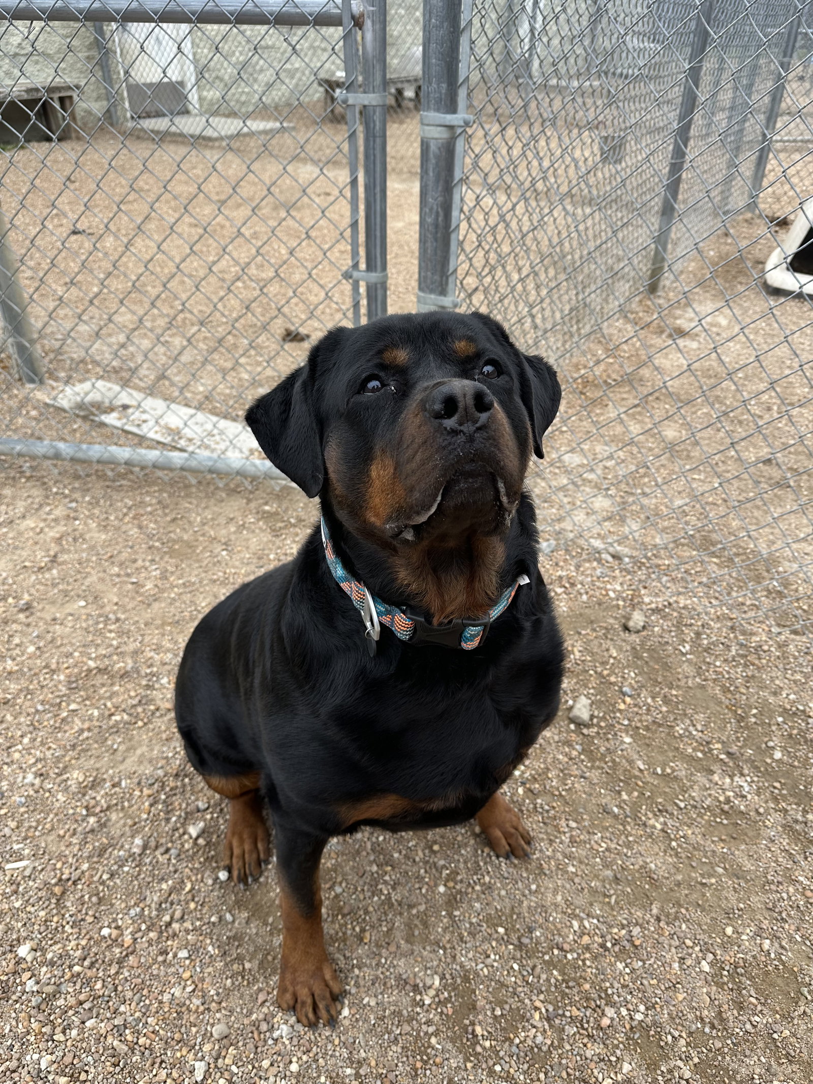 Dog for Adoption - 2402-0439 Bear, a Rottweiler in Carrollton, VA ...
