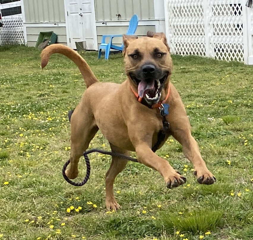Dog adoption in VAB, VA 23451: Unknown breed Dog "2404-1124 Pluto"