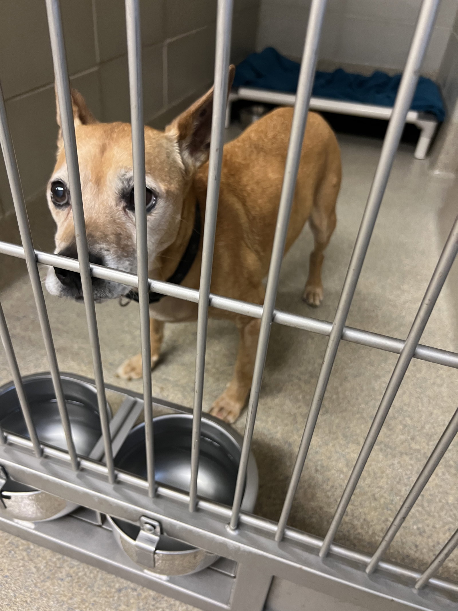 Dog for Adoption - 2404-0053 Skip (Available 5/8), a Jack Russell ...