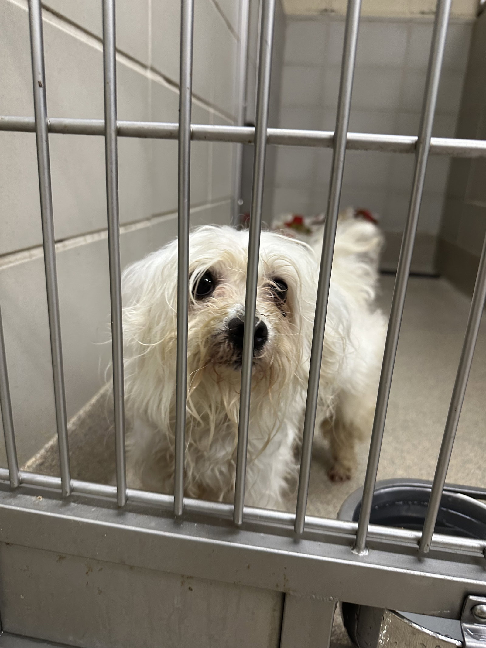 Dog adoption in VAB, VA 23451: Maltese Dog "2405-0721 Mae"