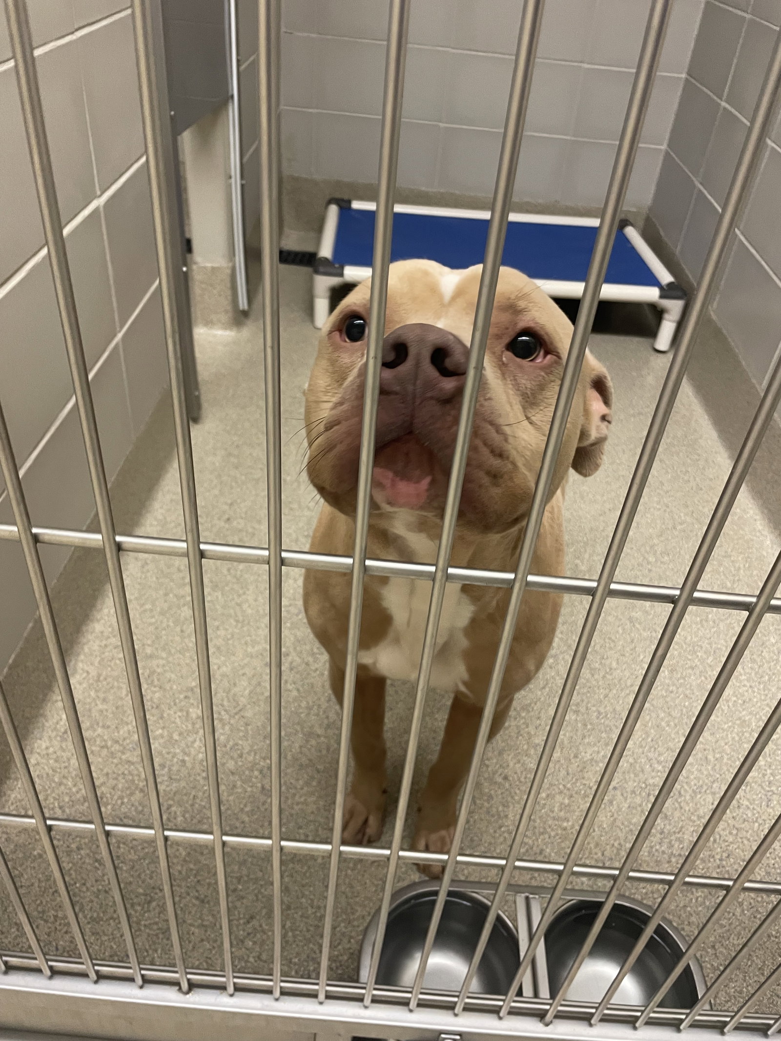 Dog for Adoption - 179756 Bendy Straw, a Pit Bull Terrier in Yorktown ...