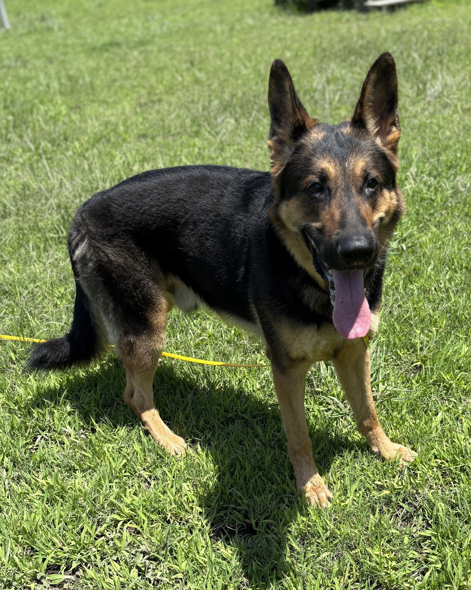 Dog for Adoption - 180068 Scar, a German Shepherd Dog in Currituck, NC ...