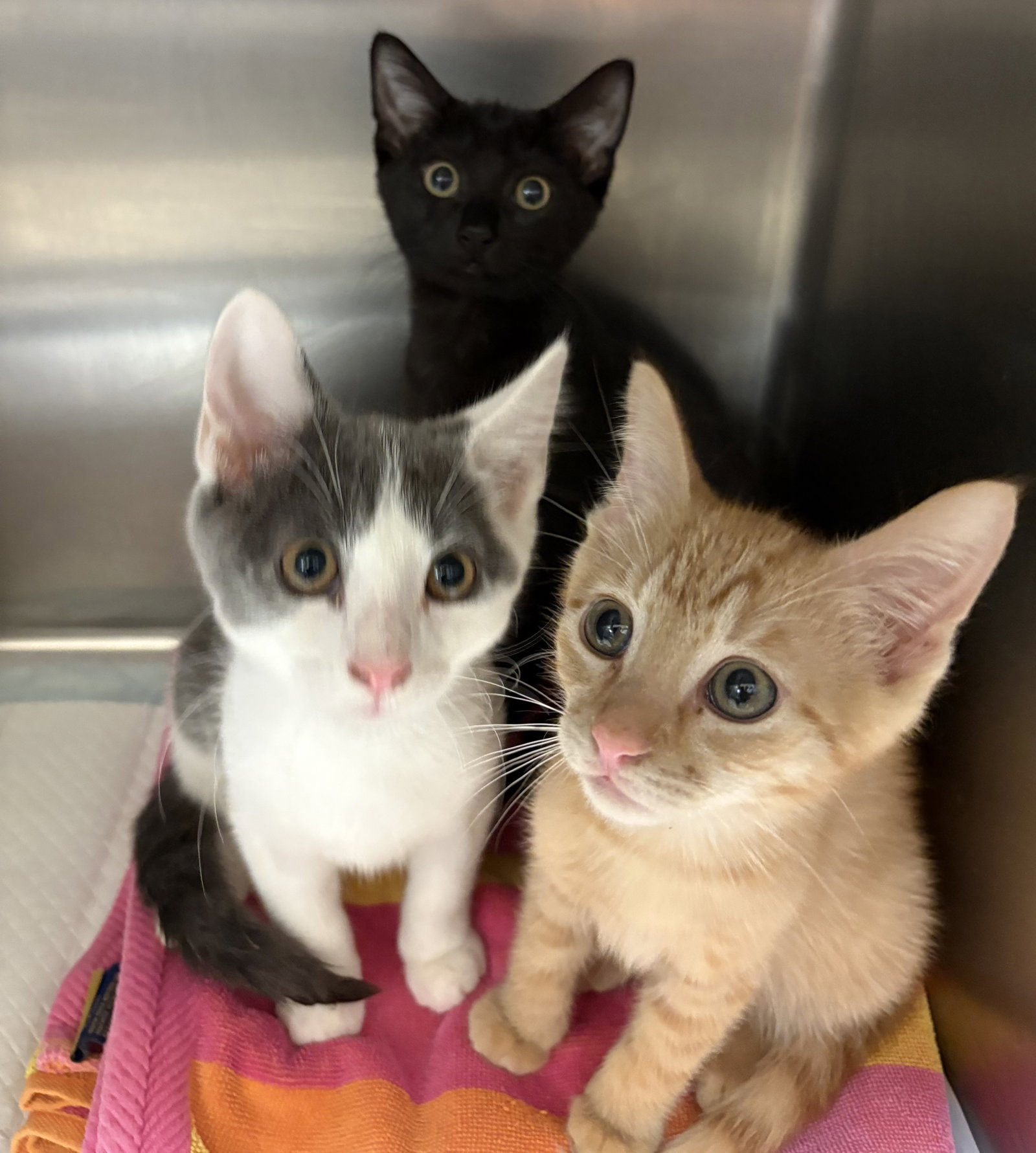 Cats for Adoption in Williamsburg, Virginia | Alpha Paw