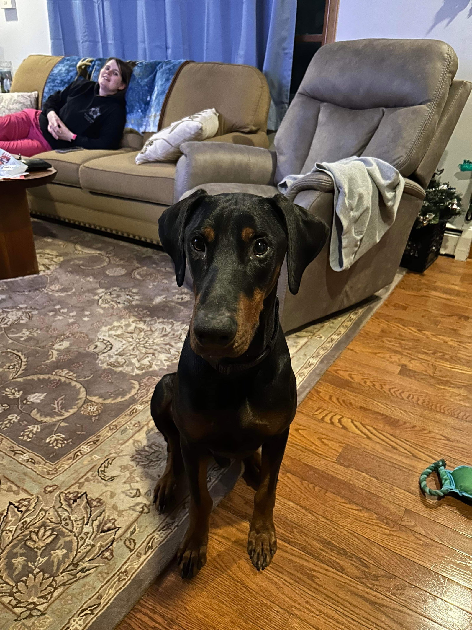 Dog for Adoption - Duke, a Doberman Pinscher in Townsend, DE | Alpha Paw