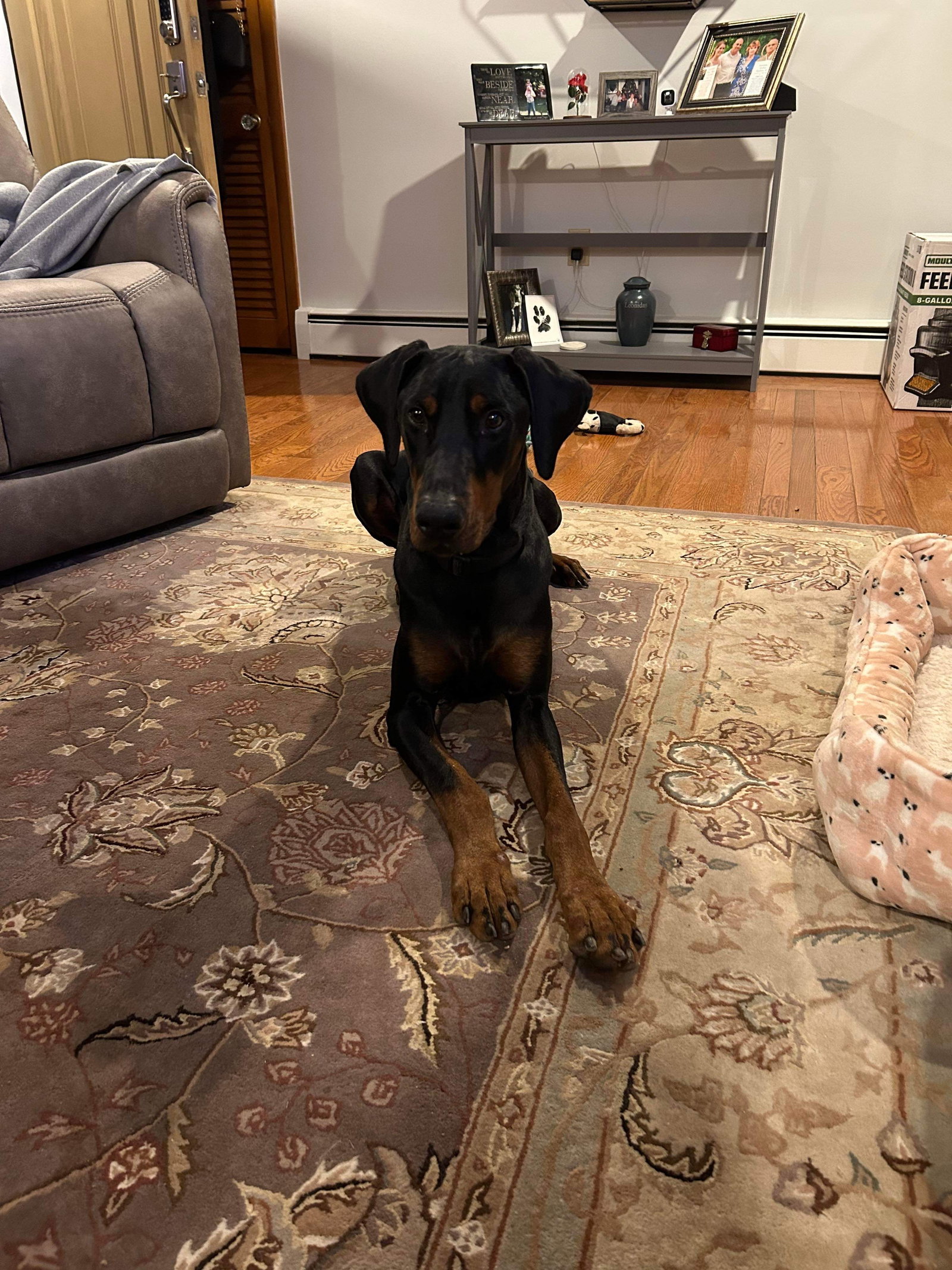 Dog for Adoption - Duke, a Doberman Pinscher in Harford County, MD ...