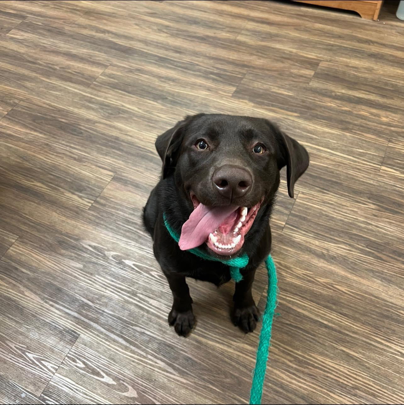 Dog for Adoption - Jefferson, a Labrador Retriever in Aberdeen, MD ...