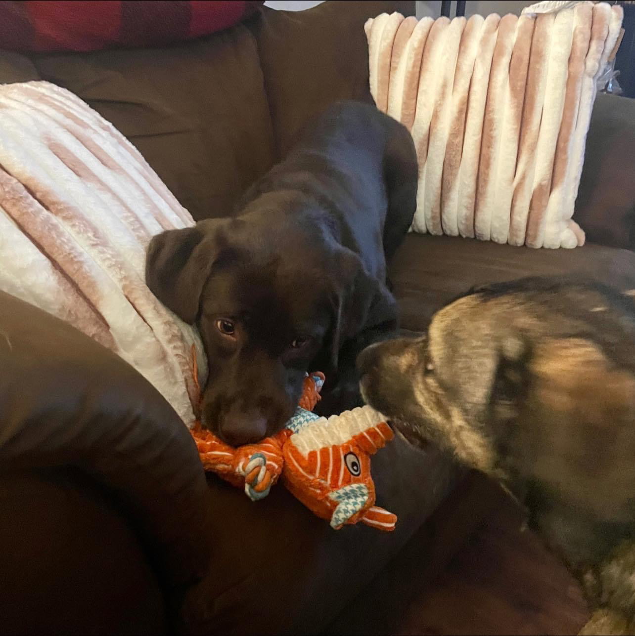 Dog for Adoption - Jefferson, a Labrador Retriever in Aberdeen, MD ...