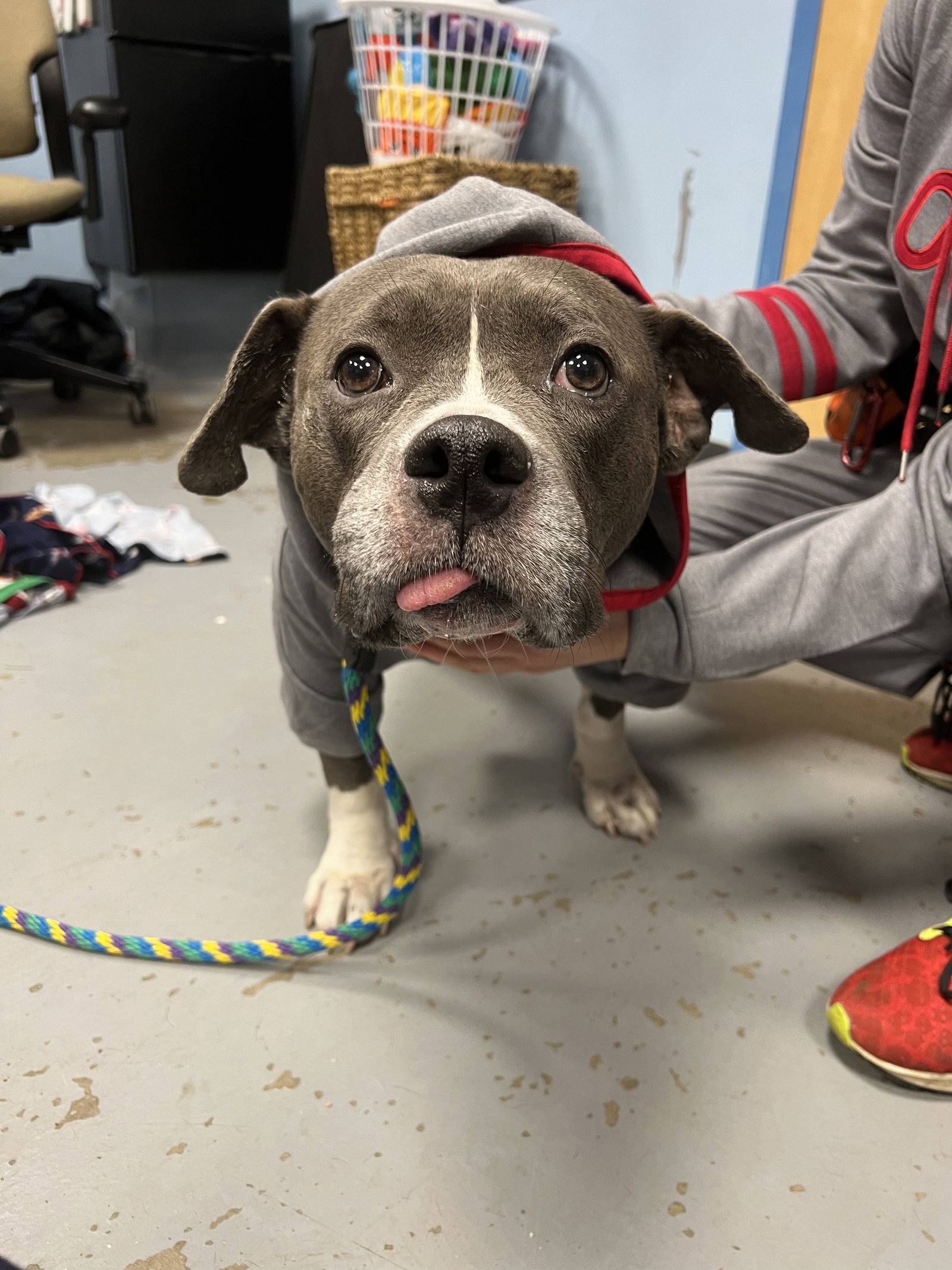 Dog for Adoption - Maude, a American Pit Bull Terrier in Newark, DE ...