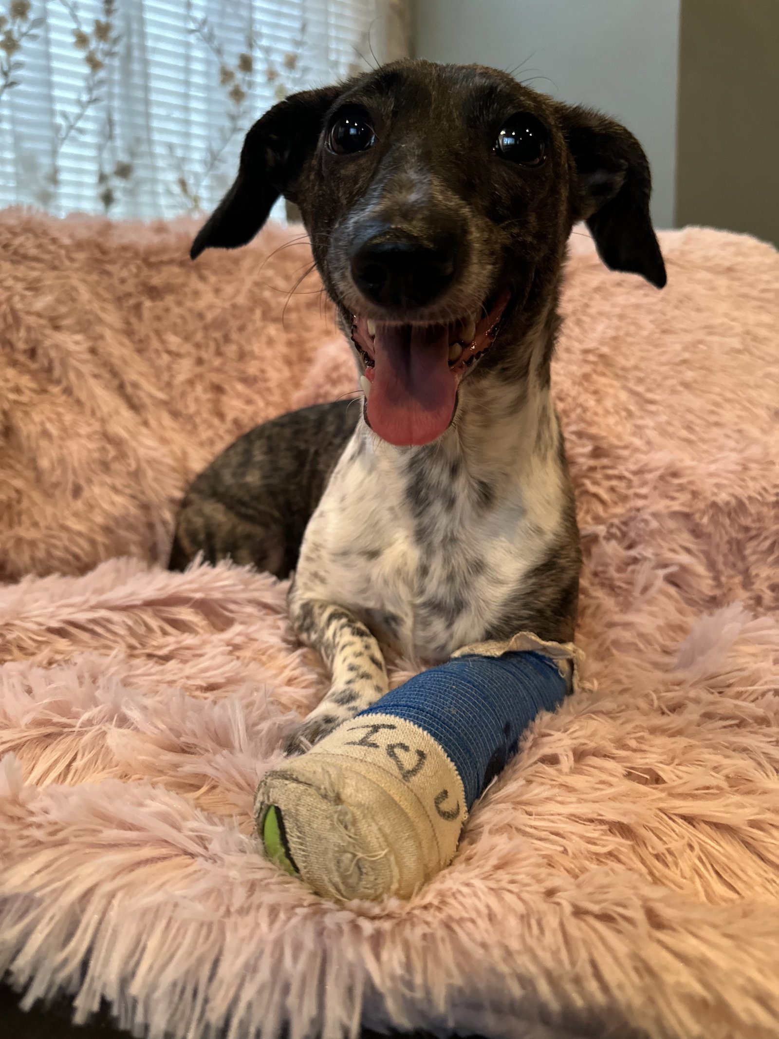 Dog for Adoption - Candis, a Dachshund in Mantua Township, NJ | Alpha Paw