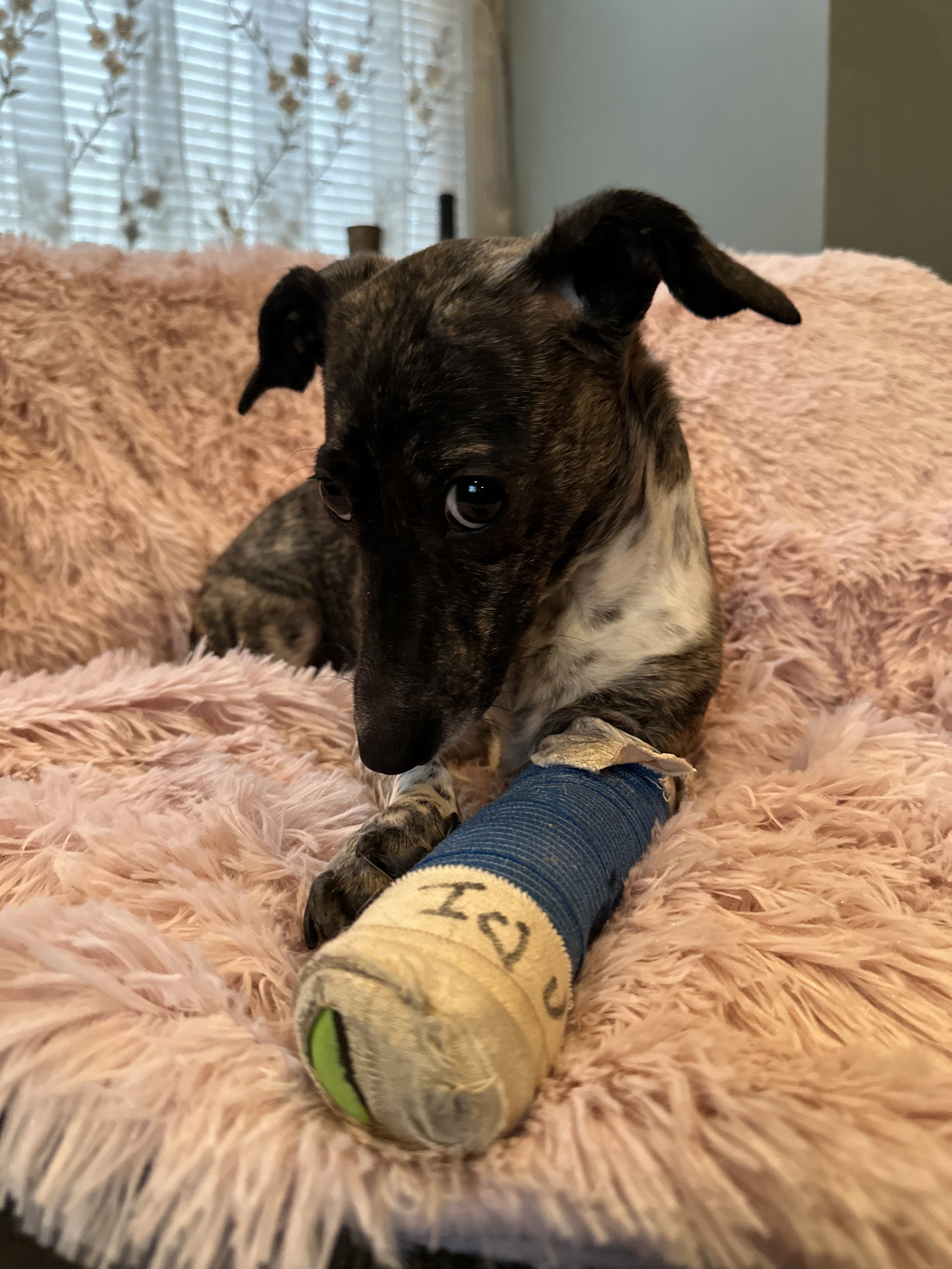 Dog for Adoption - Candis, a Dachshund in Mantua Township, NJ | Alpha Paw