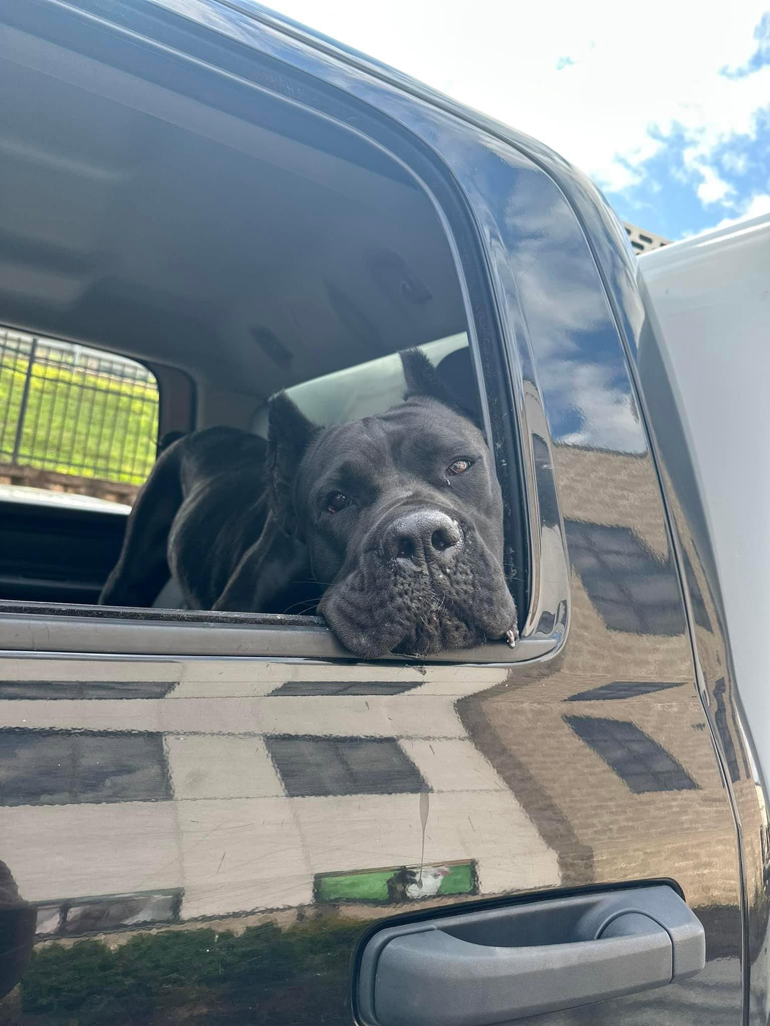 Dog for Adoption - Puma, a Cane Corso Mastiff in Gloucester County, NJ ...