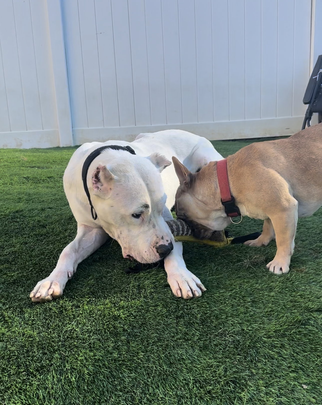Dog for Adoption - Wilbur, a Dogo Argentino in Newport, DE | Alpha Paw