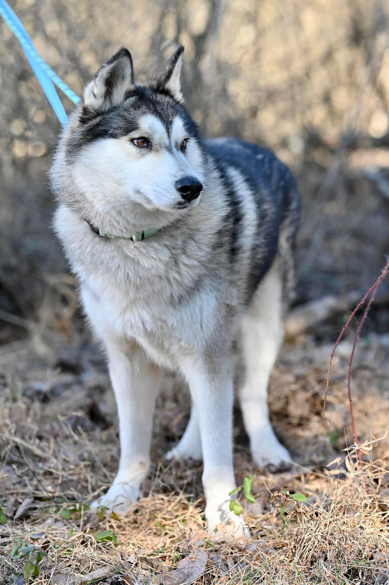 Dog for Adoption - Ruger, a Husky in Sicklerville, NJ | Alpha Paw