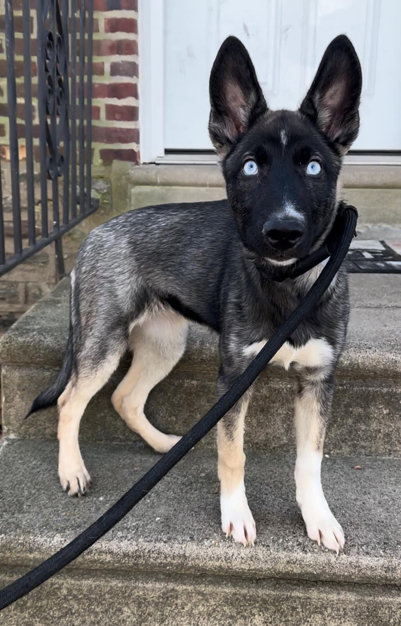 Dog for Adoption - Topaz, a German Shepherd Dog in Townsend, DE | Alpha Paw