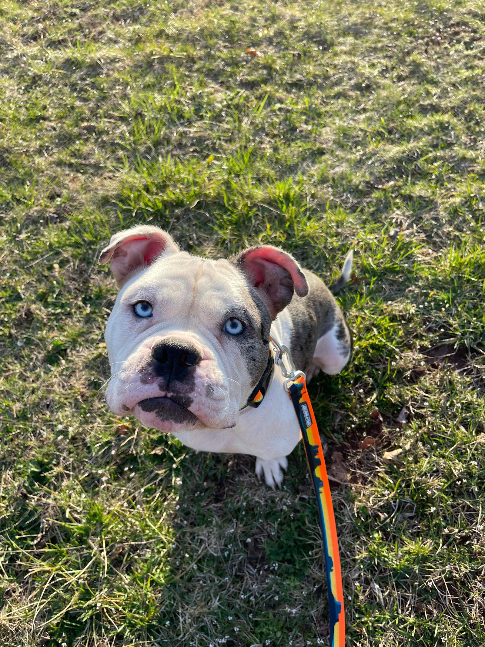 Dog for Adoption - Greg, a American Bulldog in Wilmington Manor, DE ...