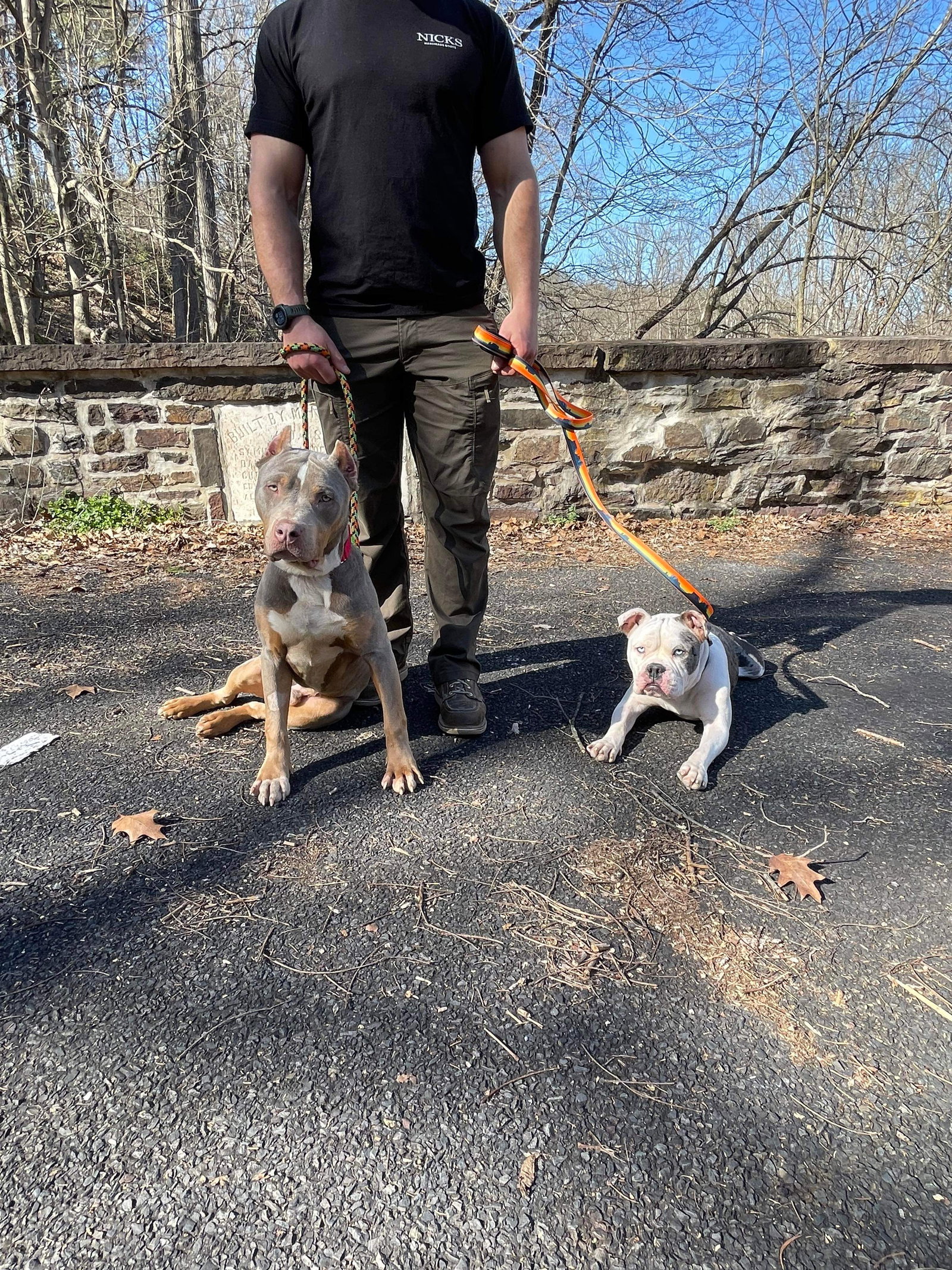 Dog for Adoption - Greg, a American Bulldog in Marlton, NJ | Alpha Paw