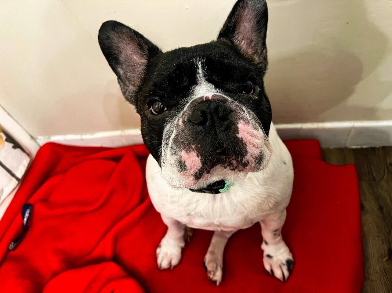 Dog for Adoption - Milo, a French Bulldog in Wilmington Manor, DE ...