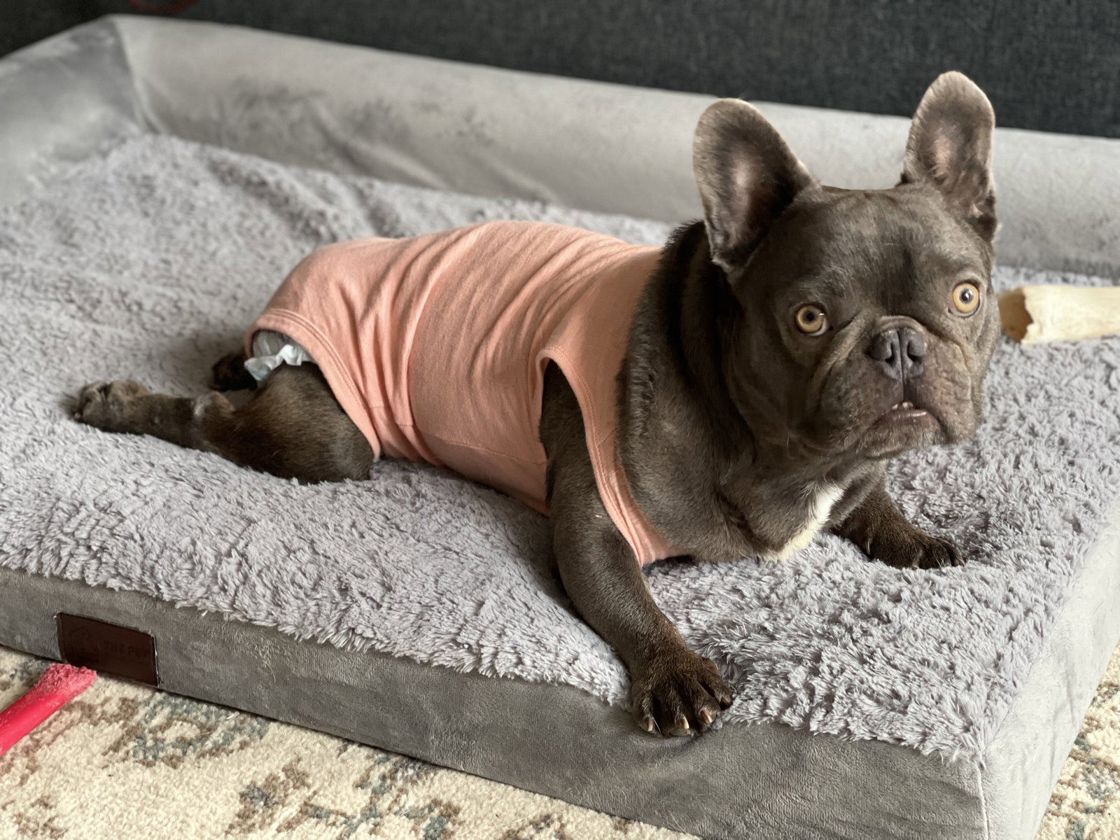 Dog for Adoption - Polo, a French Bulldog in Blackwood, NJ | Alpha Paw