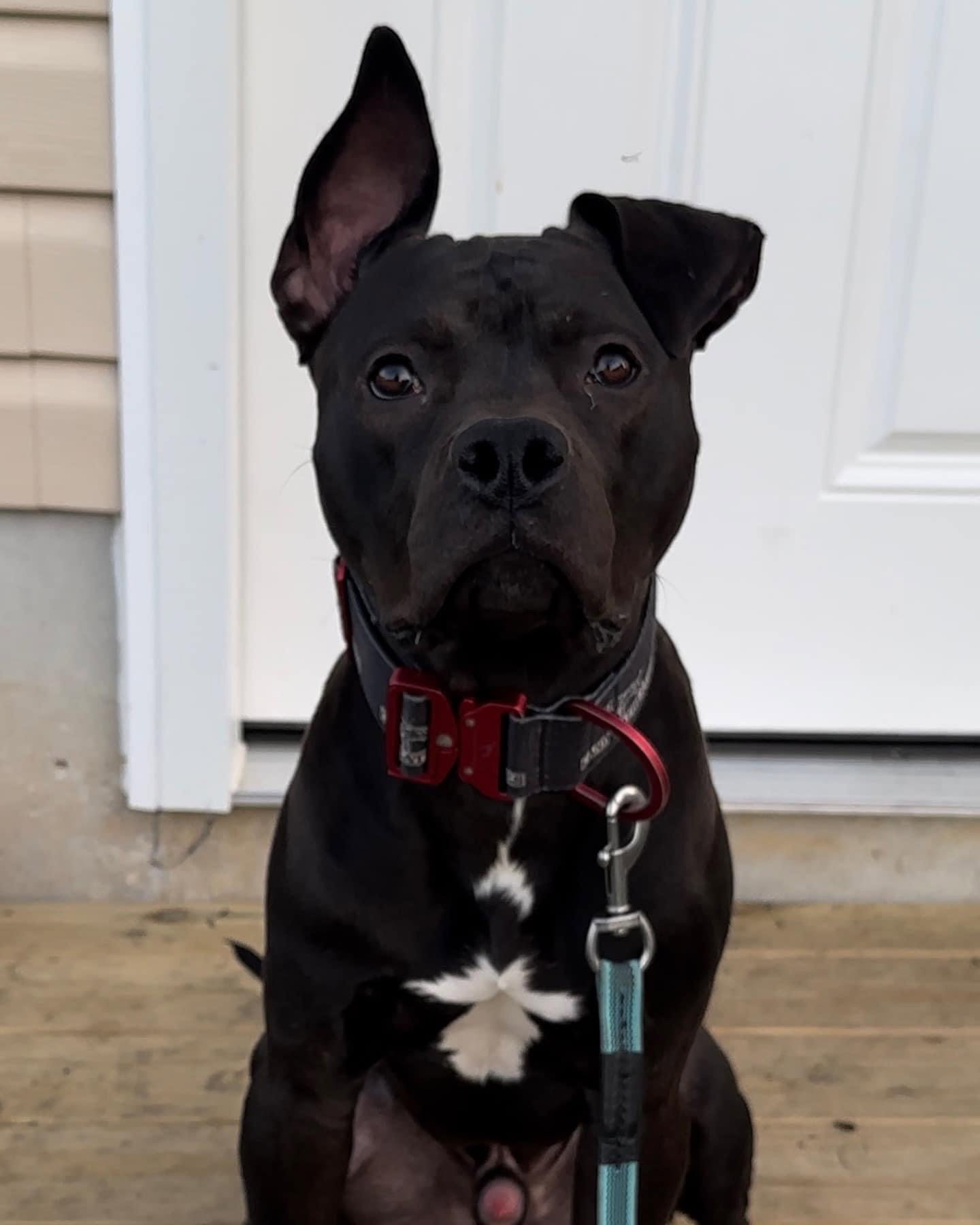 Dog for Adoption - Chance, a American Pit Bull Terrier in Havre De ...