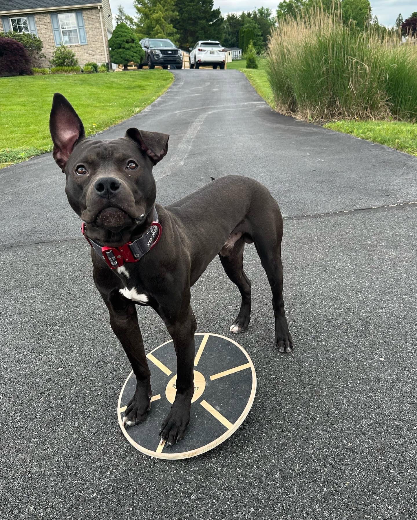 Dog for Adoption - Chance, a American Pit Bull Terrier in Havre De ...