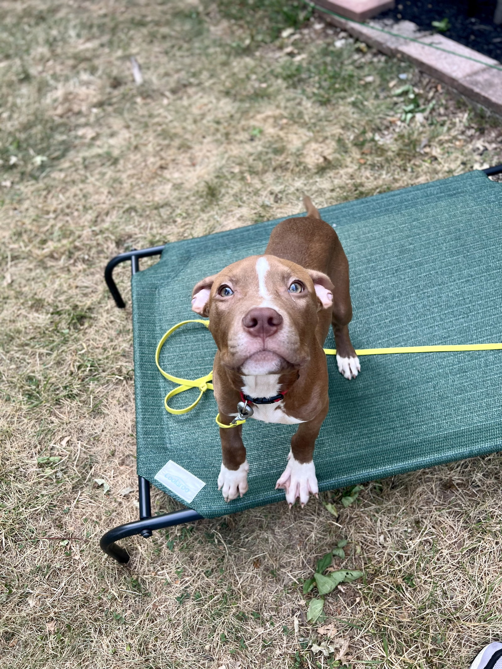 Dog for Adoption - Andre, a American Pit Bull Terrier in Newark, DE ...