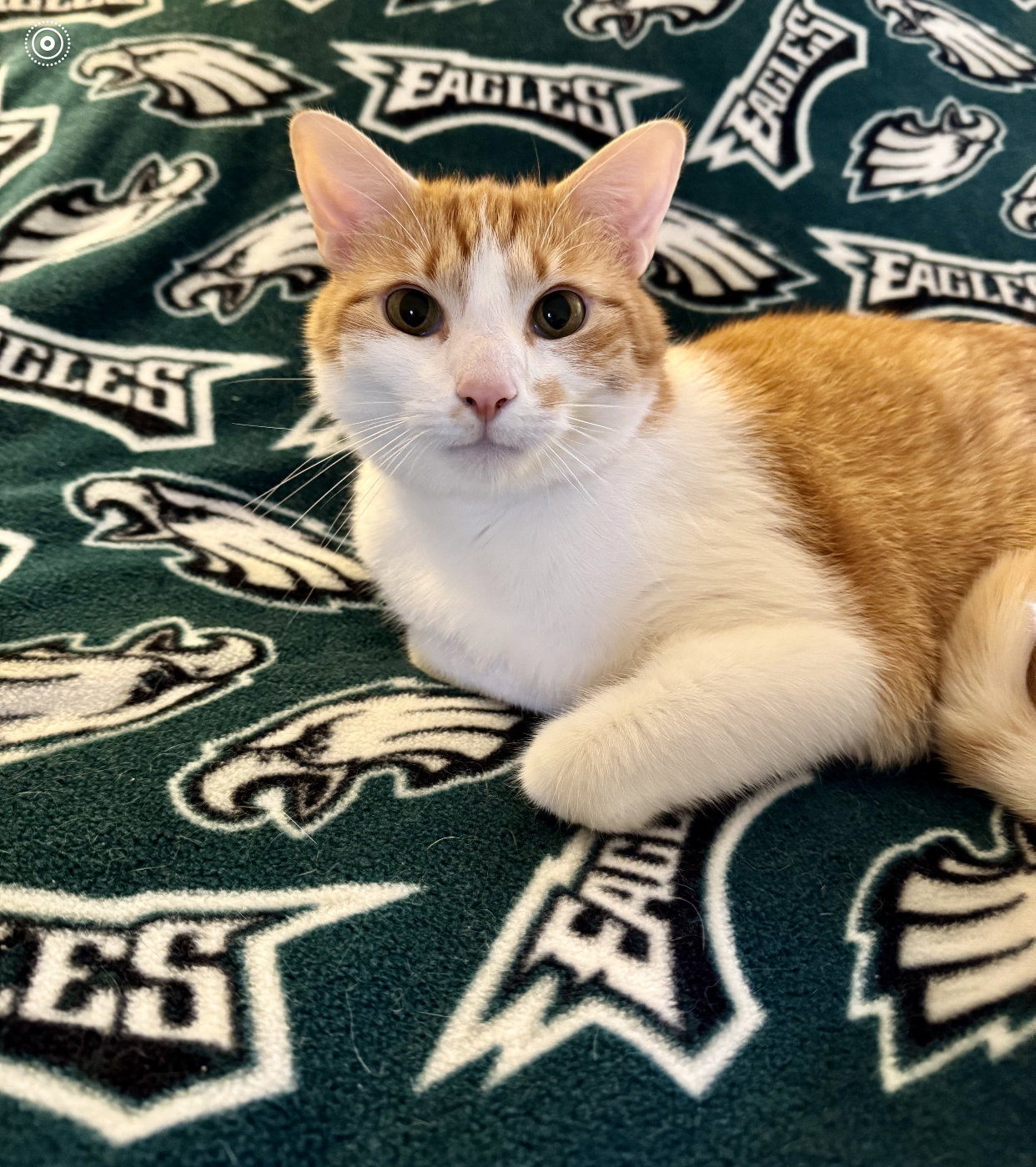 Adopt a Cat - ACDC Rescue