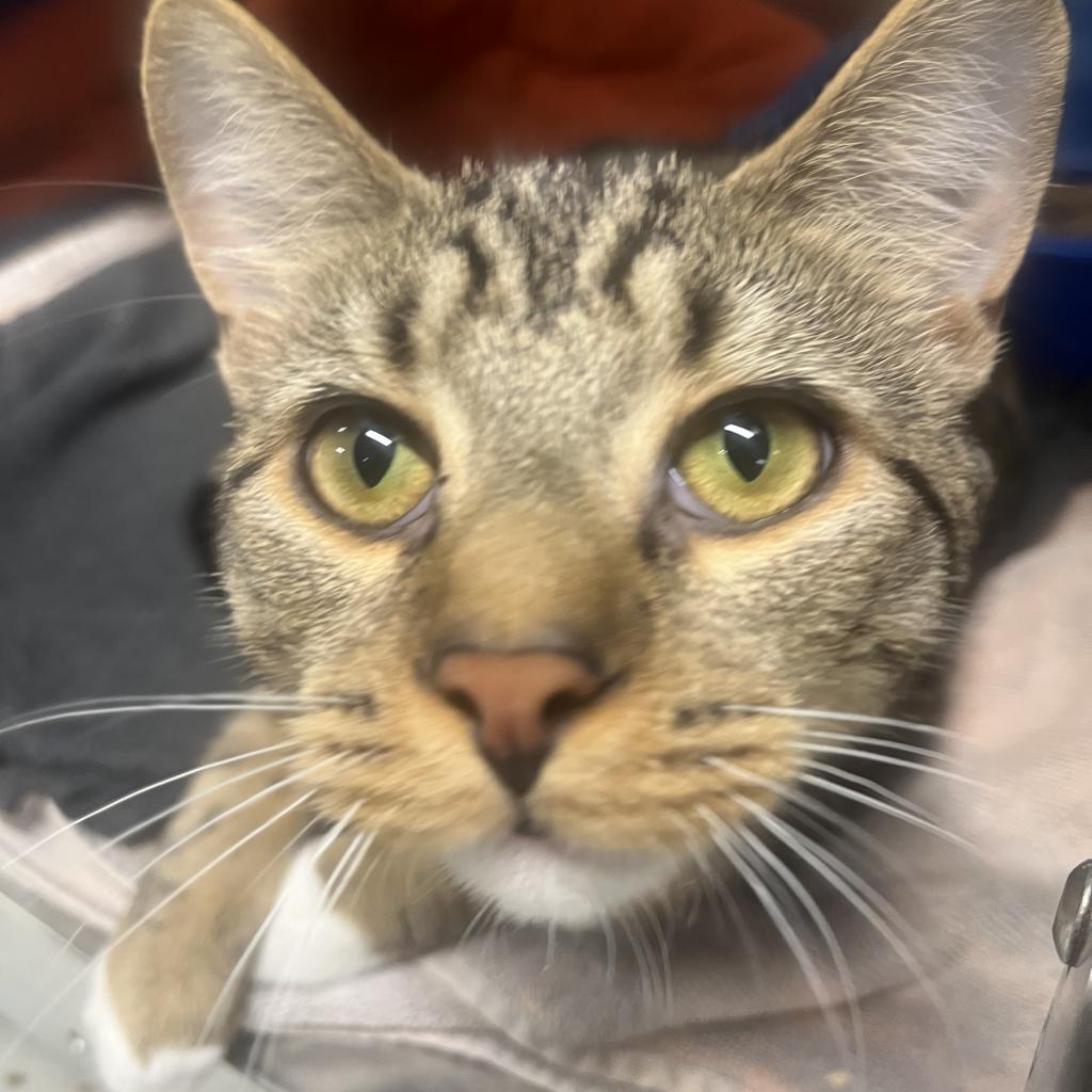 Cat adoption in New York, NY 10011: Domestic Short Hair Cat "Tom"