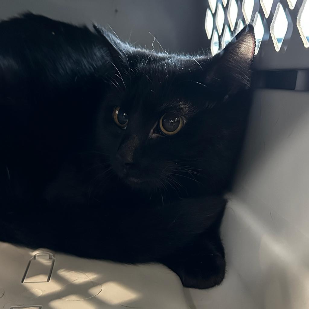Cat adoption in New York, NY 10011: Domestic Medium Hair Cat "Maple"