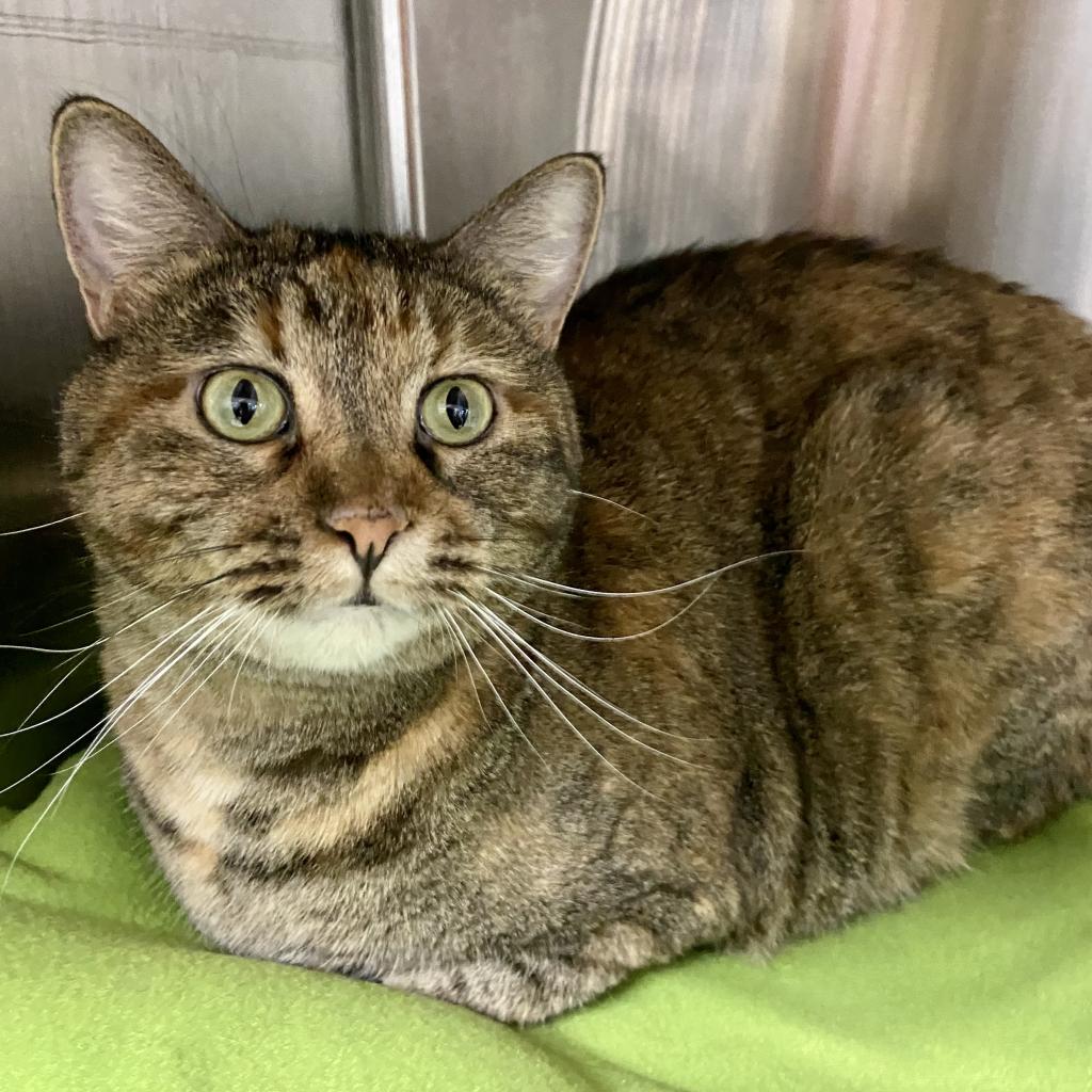 Cats for Adoption in Mountain Green, Utah | Alpha Paw