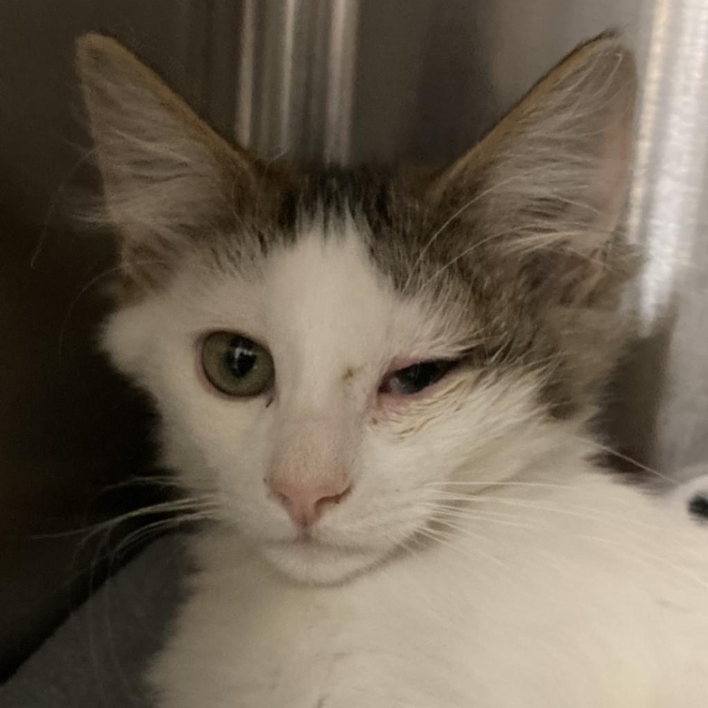 Cat adoption in SLC, UT 84106: Domestic Medium Hair Cat "Twix"