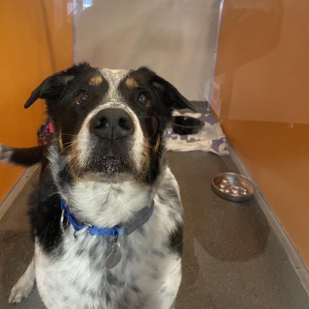 Dog adoption in SLC, UT 84106: Shepherd / Cattle Dog / Mixed Dog "Kodiak"
