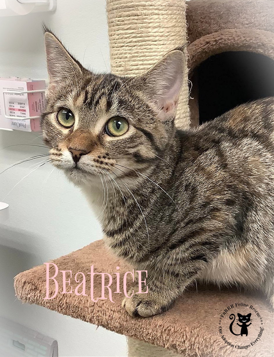 Cats for Adoption in Boxford, Massachusetts | Alpha Paw