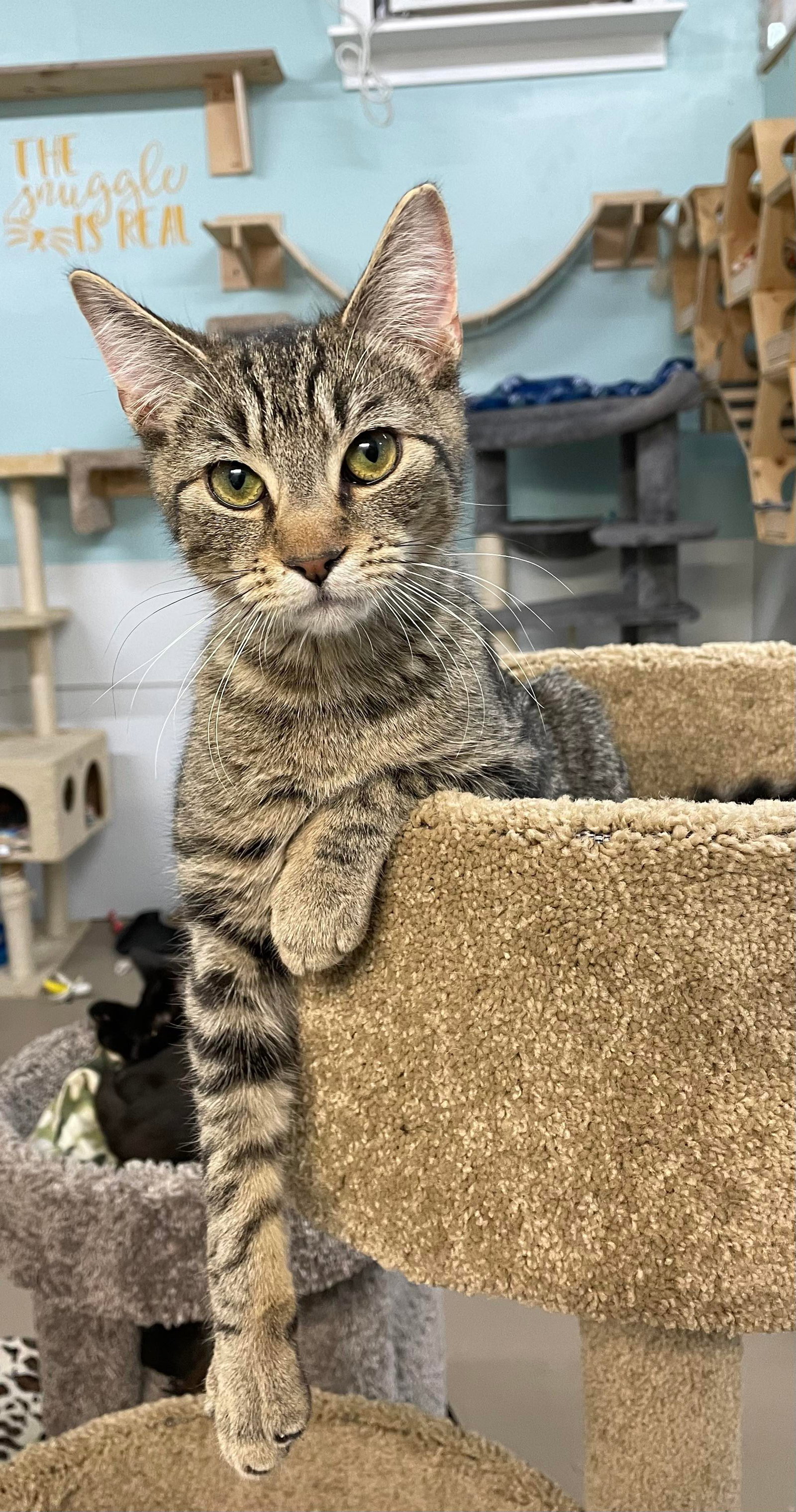 Cats for Adoption in Strafford, New Hampshire | Alpha Paw