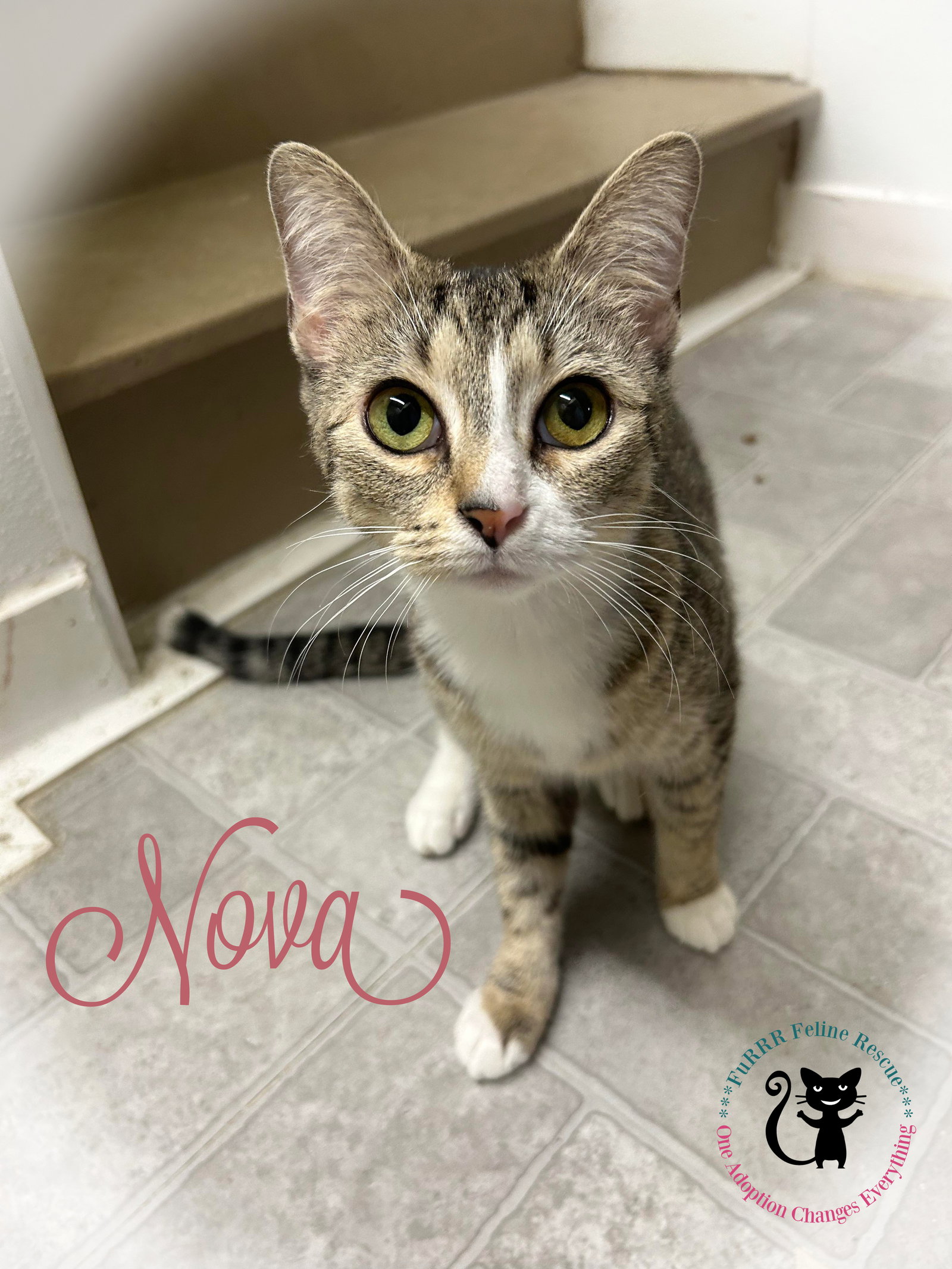 Cats for Adoption in Newmarket, New Hampshire | Alpha Paw