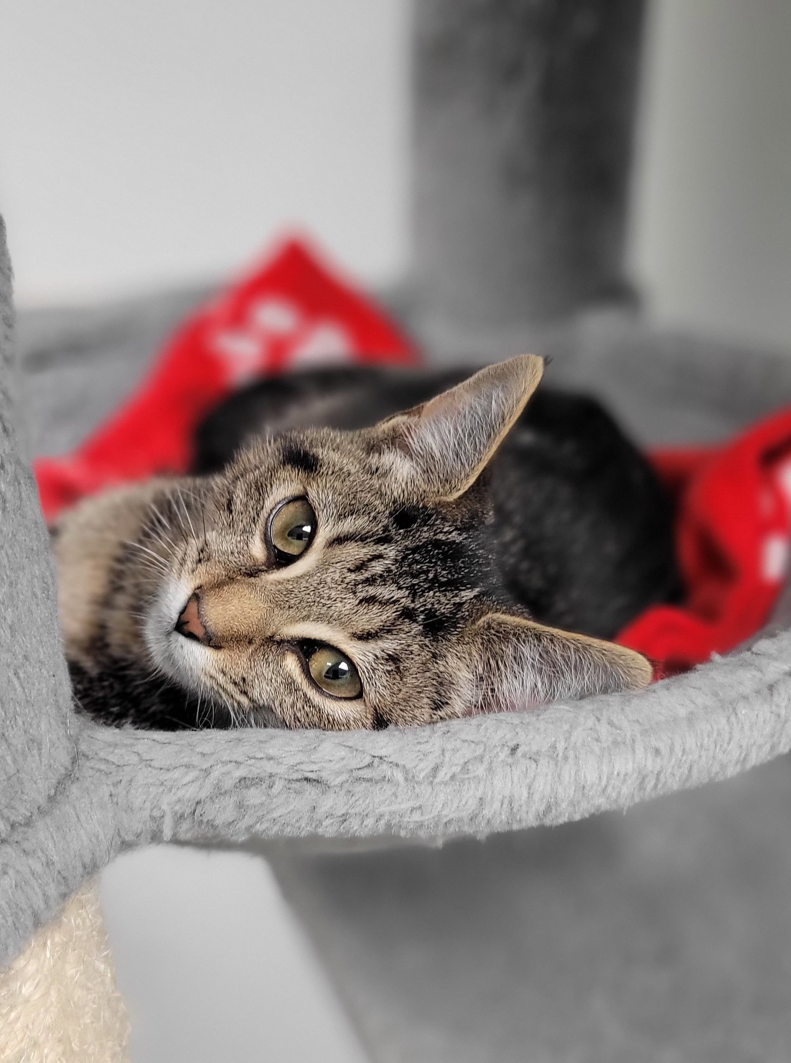 Cats for Adoption in Newmarket, New Hampshire | Alpha Paw