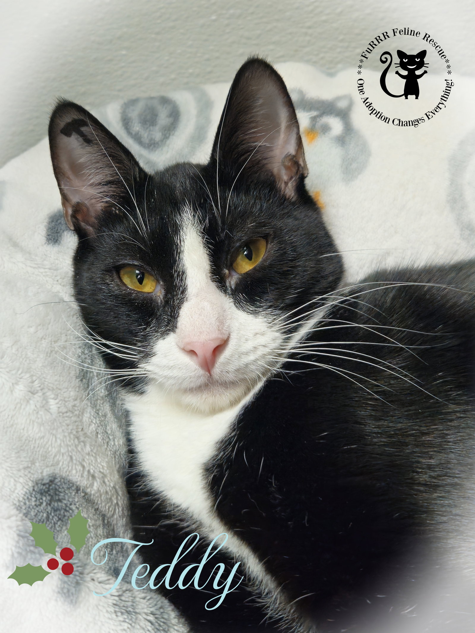 Cats for Adoption in Epping, New Hampshire | Alpha Paw