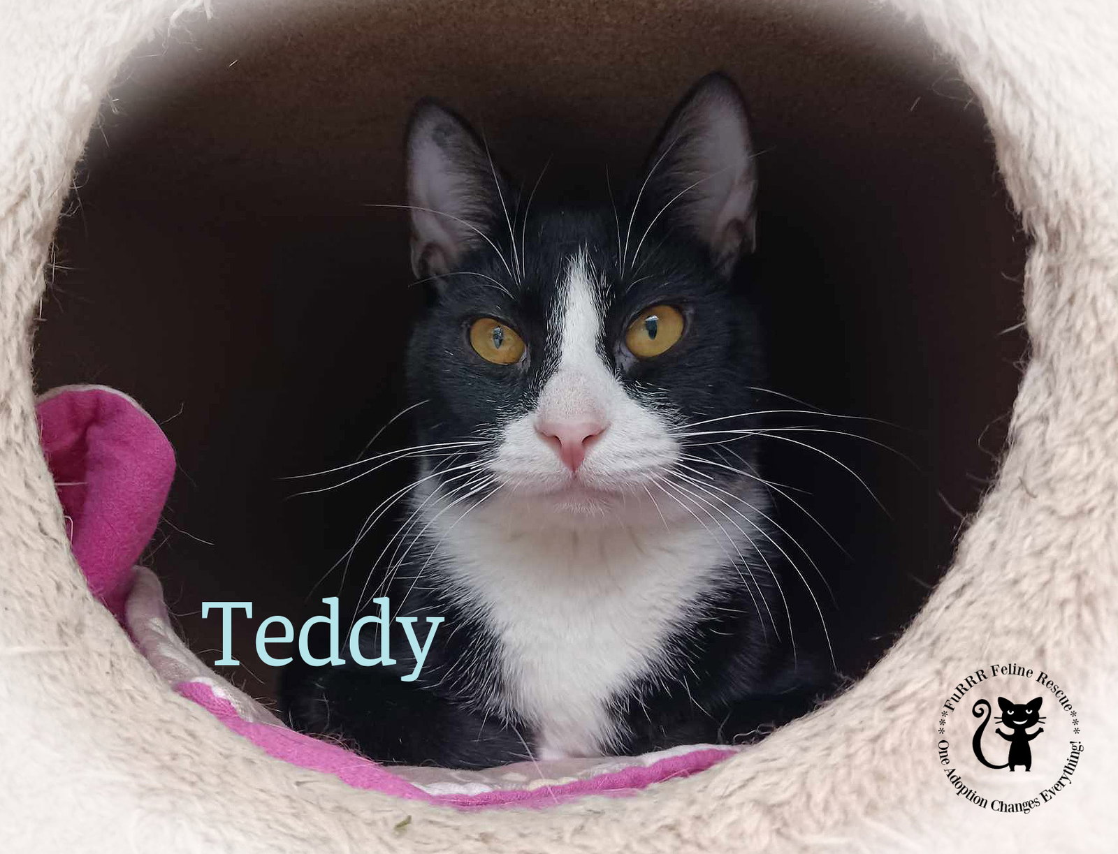 Cats for Adoption in Epping, New Hampshire | Alpha Paw