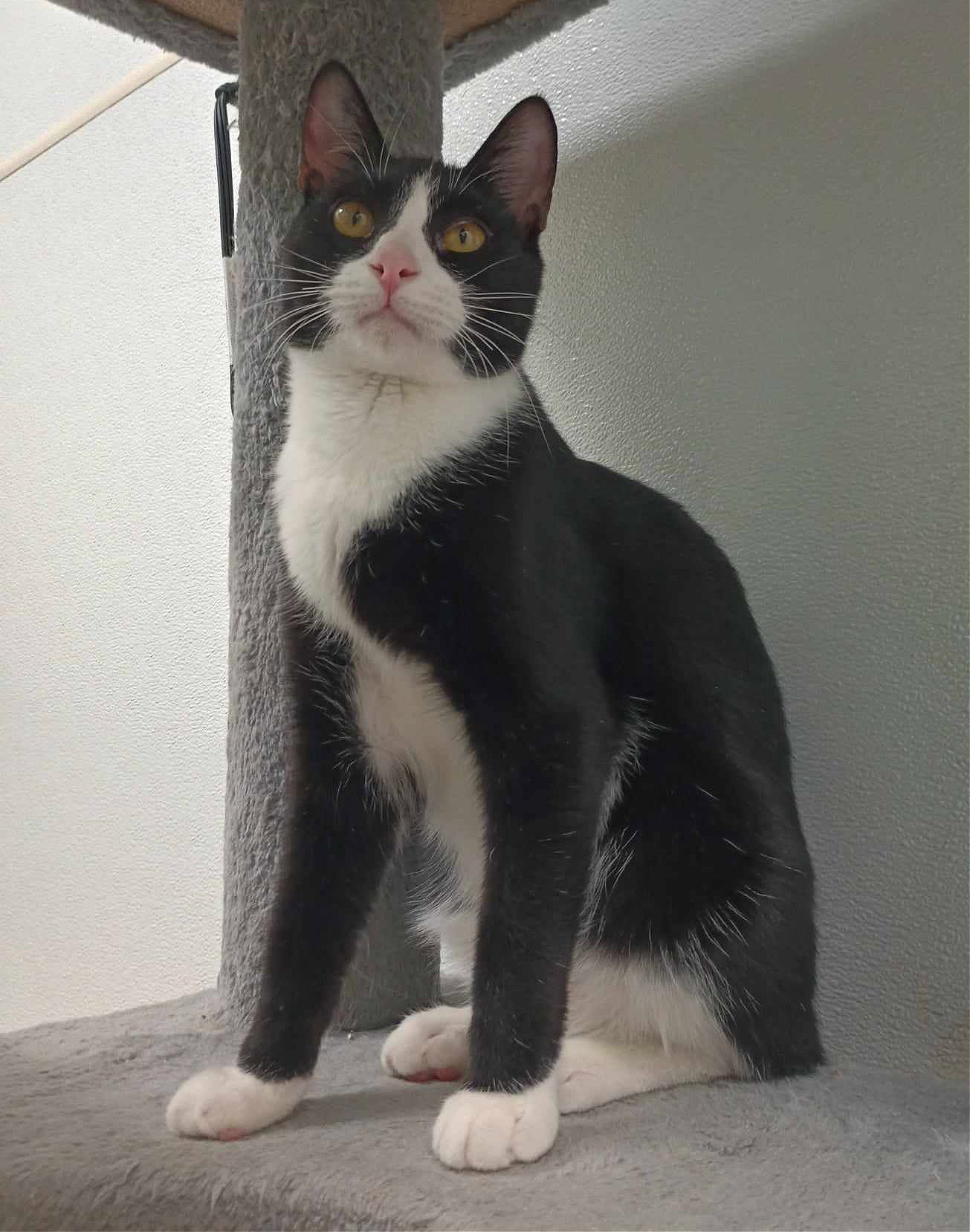 Cats for Adoption in Epping, New Hampshire | Alpha Paw