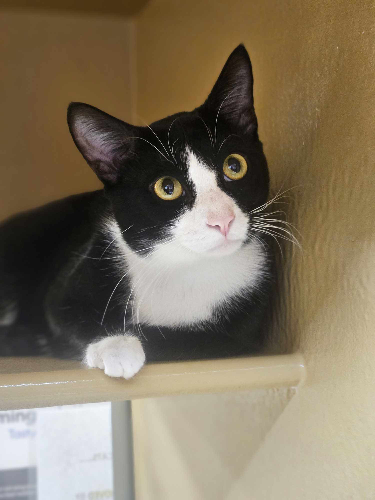 Cats for Adoption in West Kennebunk, Maine | Alpha Paw