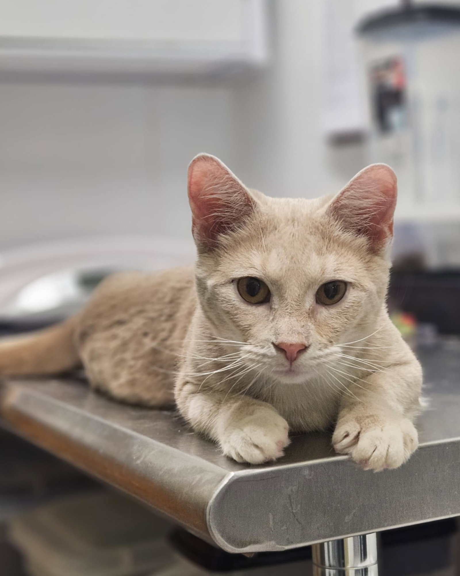 Cats for Adoption in Concord, New Hampshire | Alpha Paw
