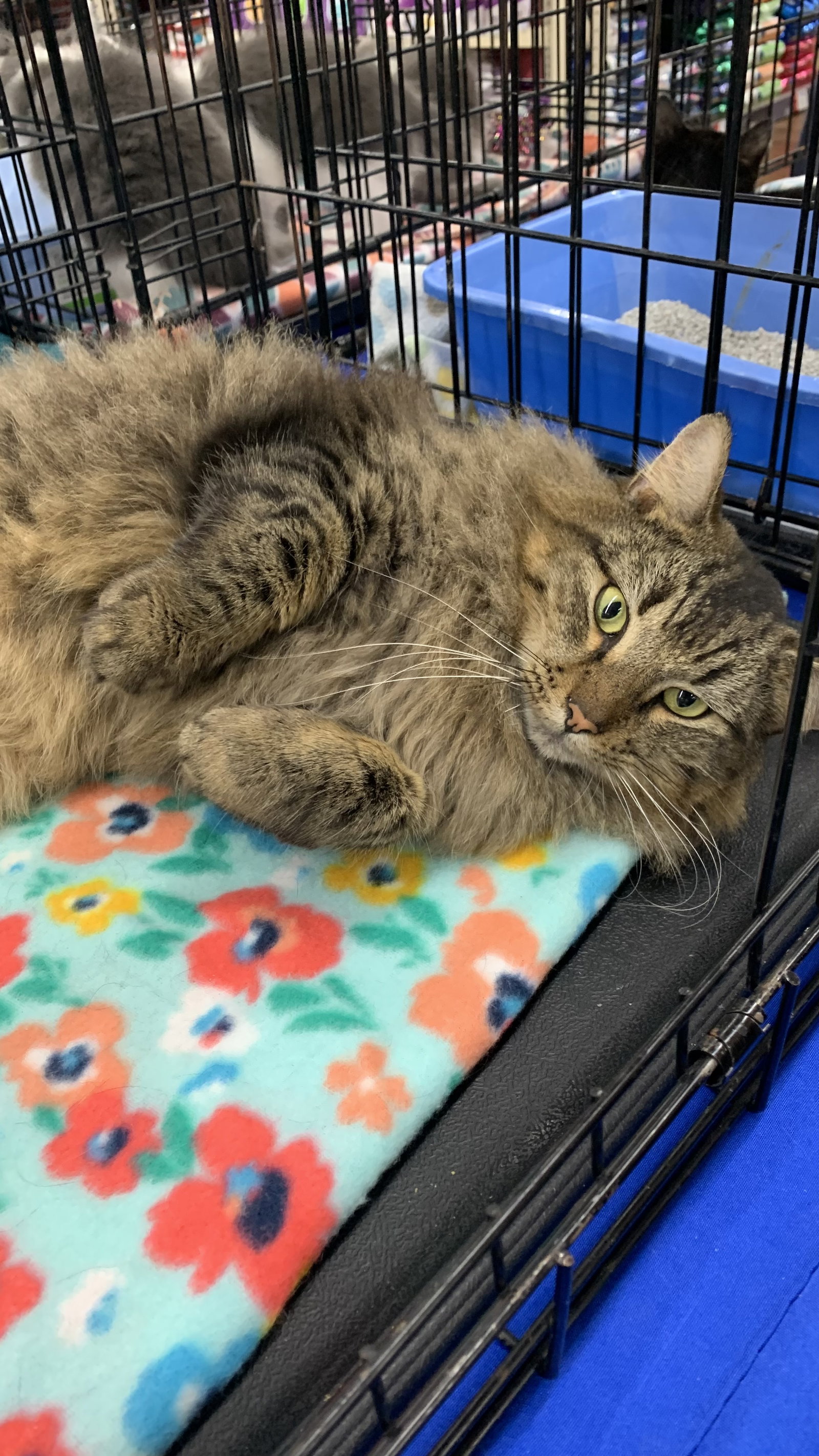 Cats for Adoption in South Gate Ridge, Florida | Alpha Paw