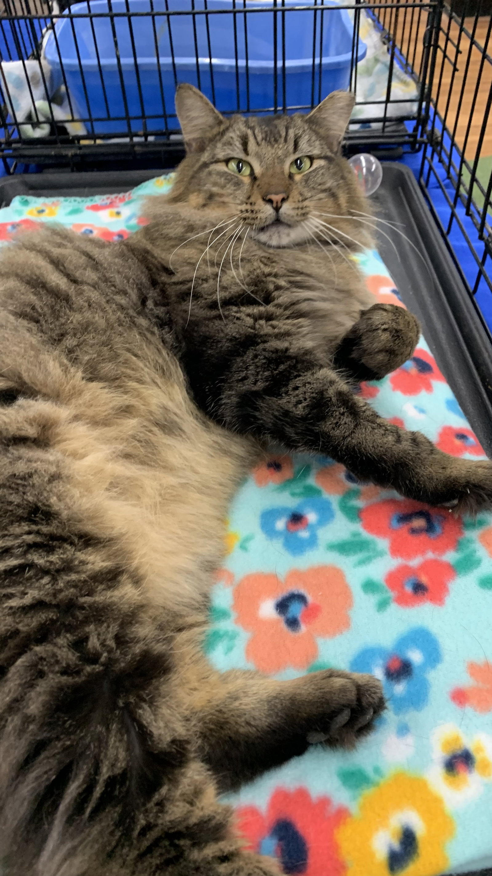 Cats for Adoption in South Gate Ridge, Florida | Alpha Paw
