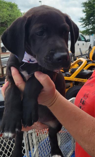 Dog for Adoption - Ember, a Labrador Retriever in Greene County, NC ...