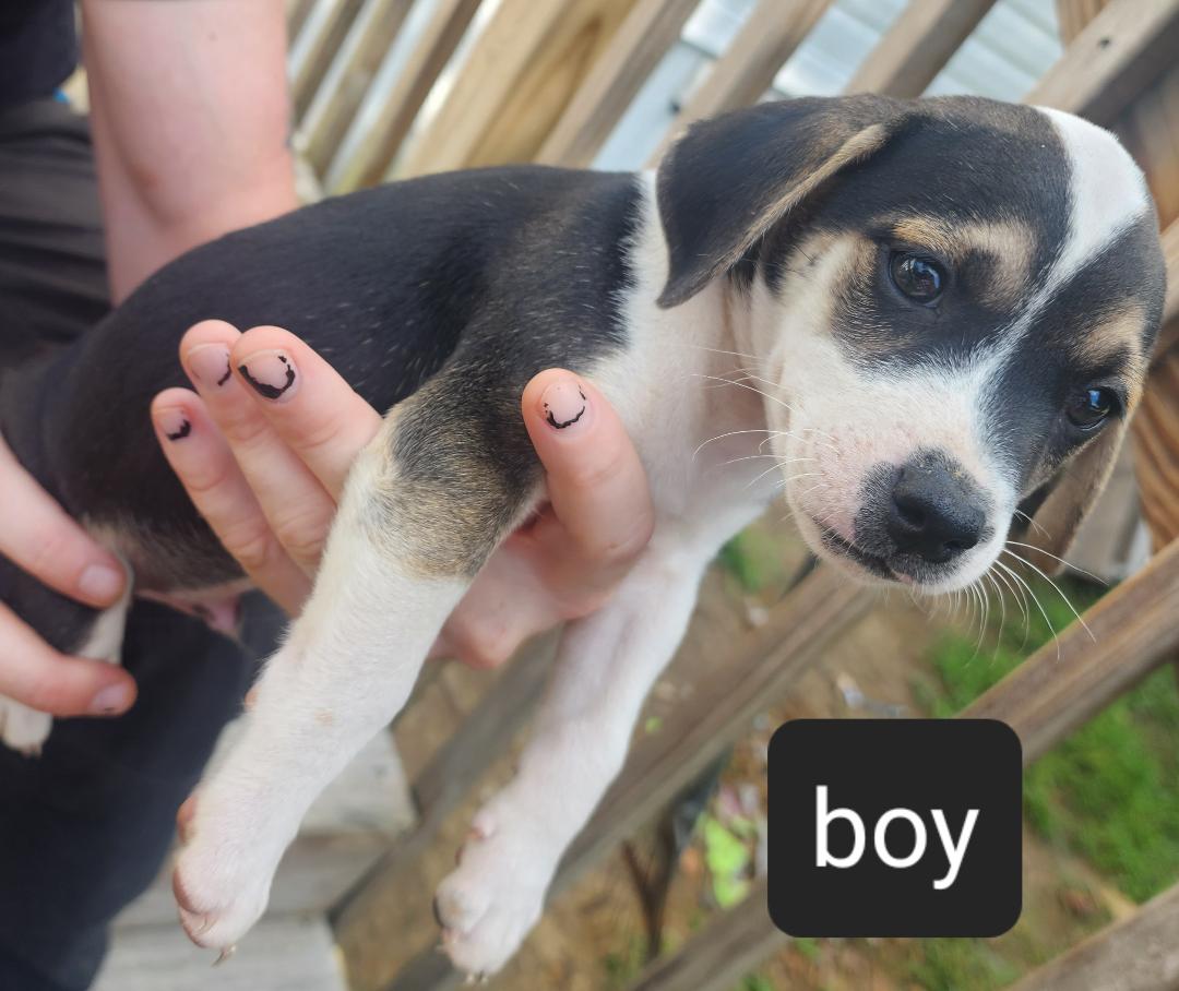 Dog for Adoption - Kylan, a Terrier in Roanoke Rapids, NC | Alpha Paw